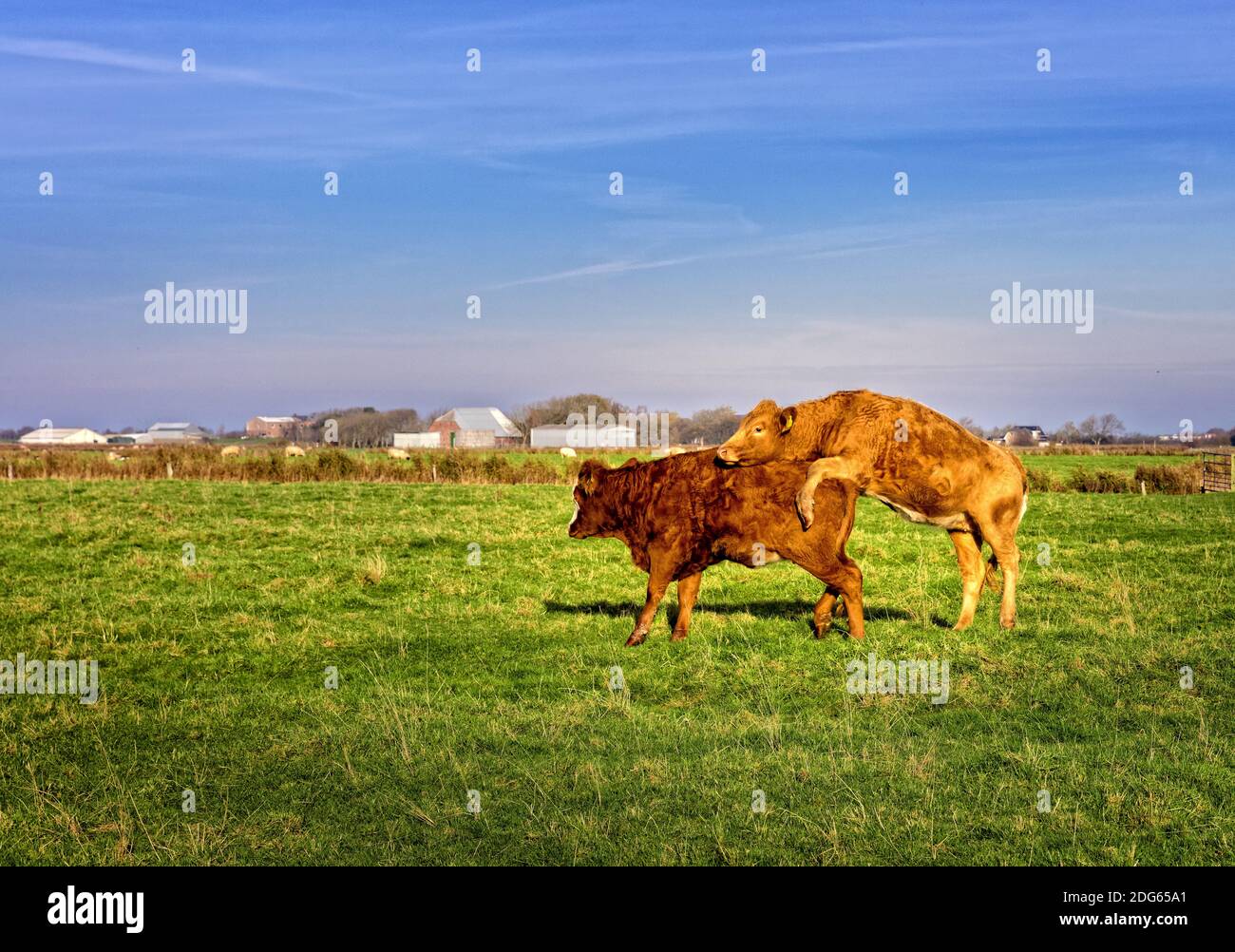 Rindvieh hi-res stock photography and images - Alamy