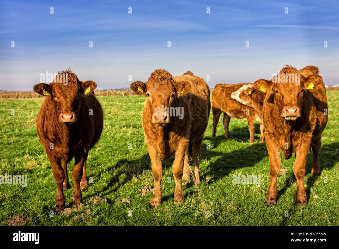 Rindvieh hi-res stock photography and images - Alamy