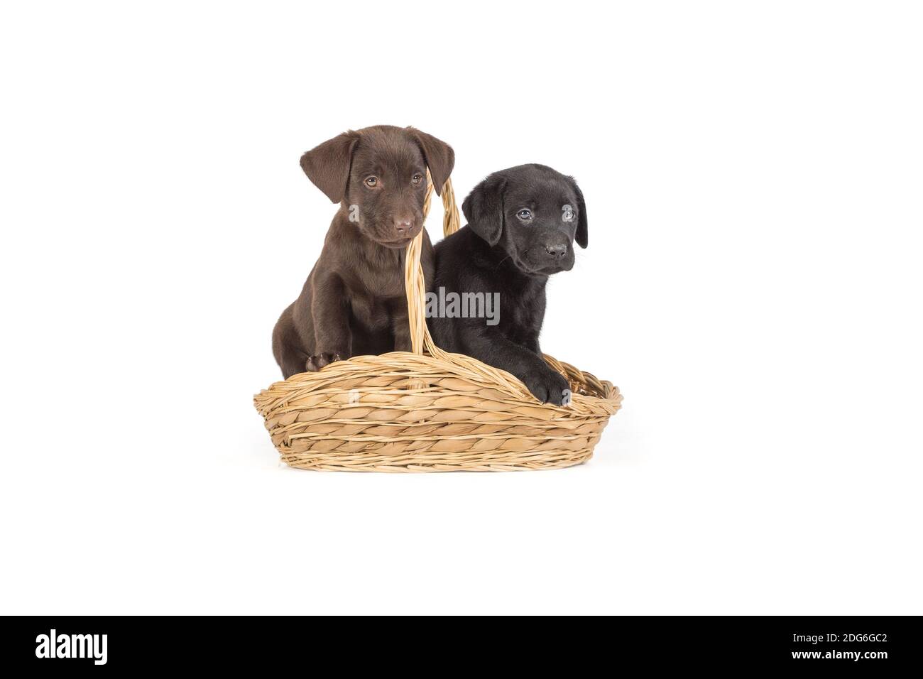 White poodle puppies Cut Out Stock Images & Pictures - Alamy