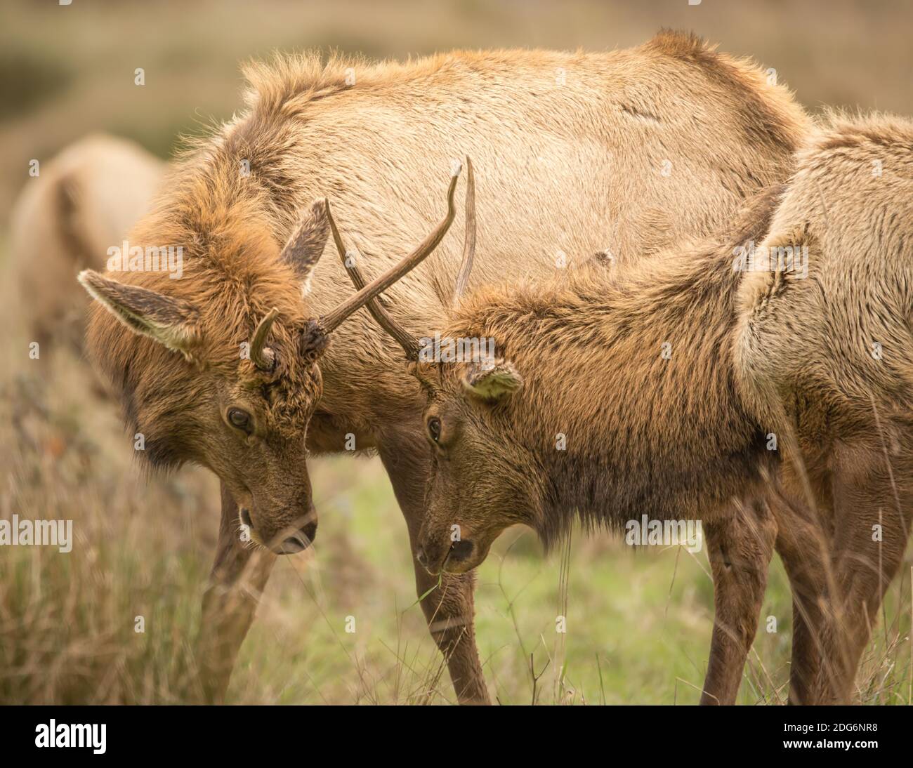 Two Elk, Juvenile Males, Color Image, California, USA Stock Photo - Alamy