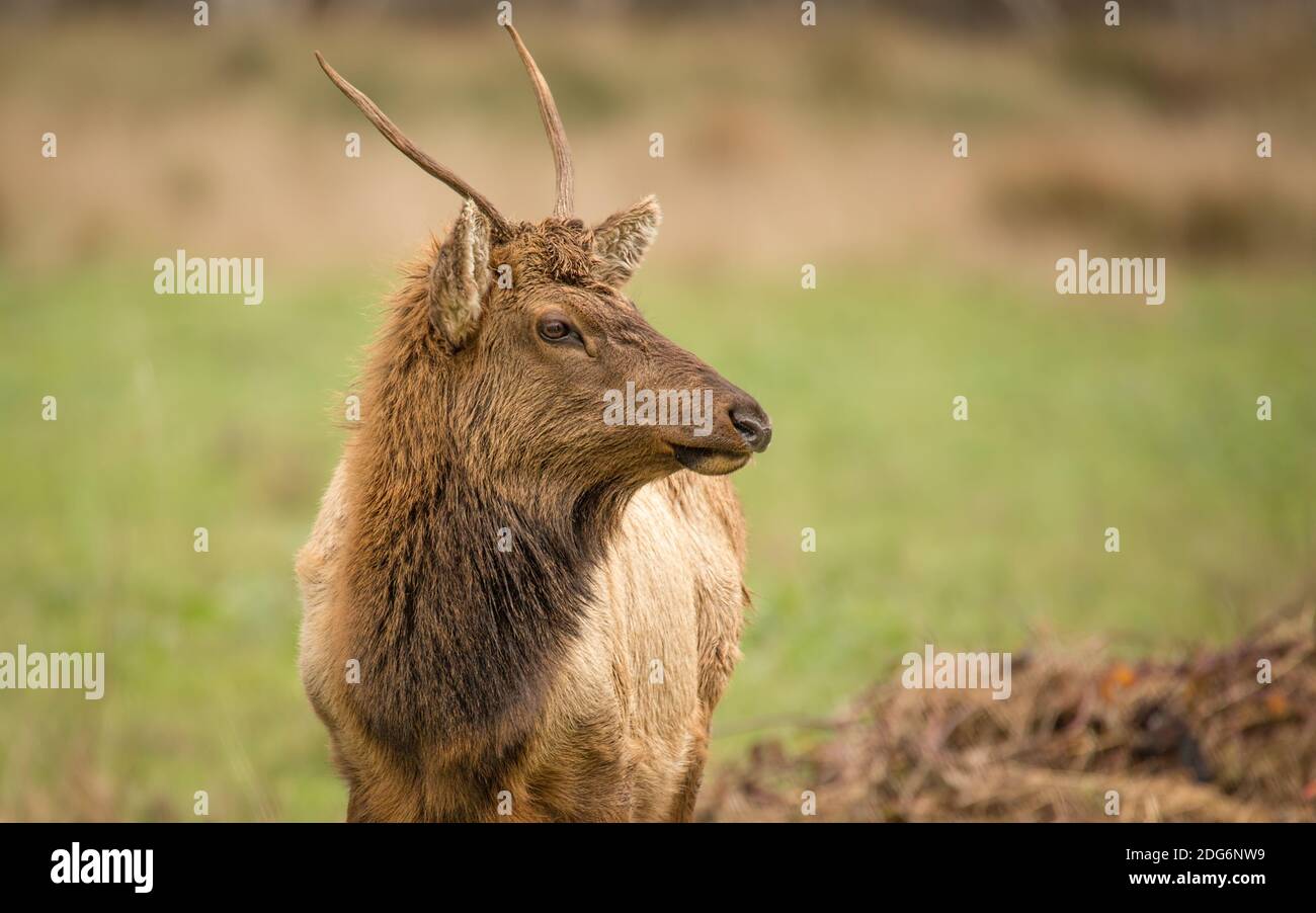 Elk, Juvenile Male, Color Image, California, USA Stock Photo - Alamy