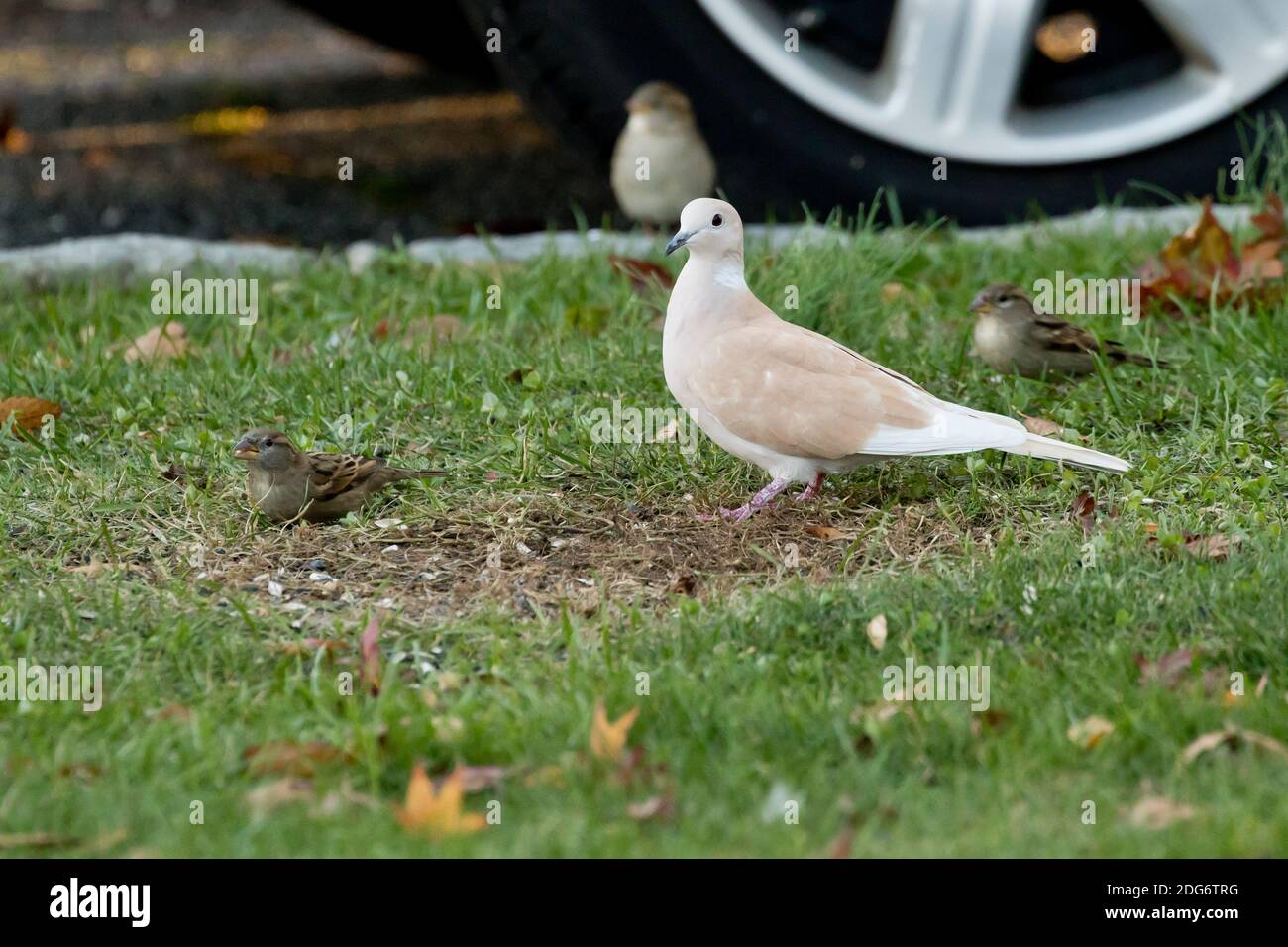 African Collared-Dove (Domestic type or Ringed Turtle-Dove ...