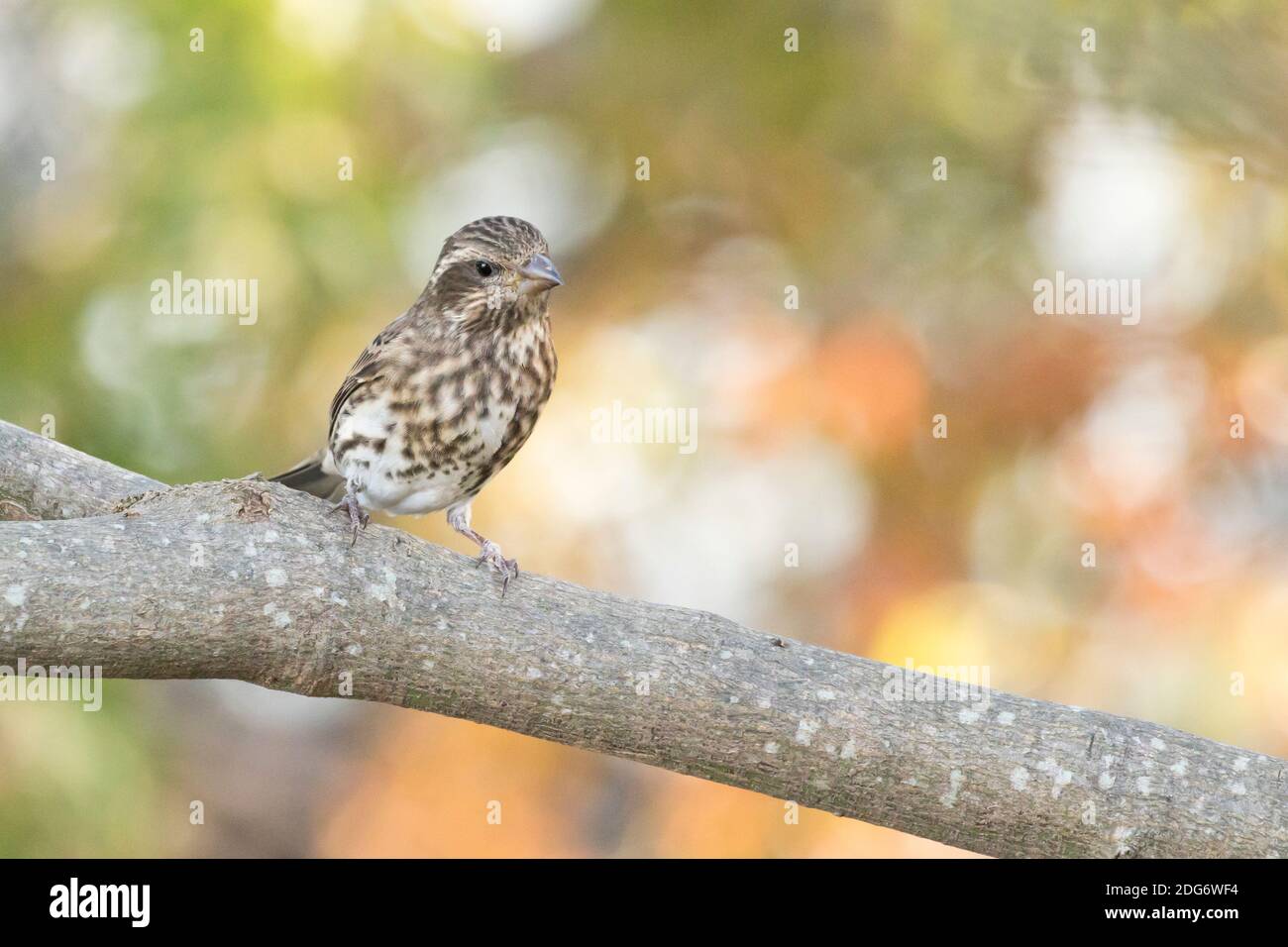 Female Purple Finch High Resolution Stock Photography and Images - Alamy
