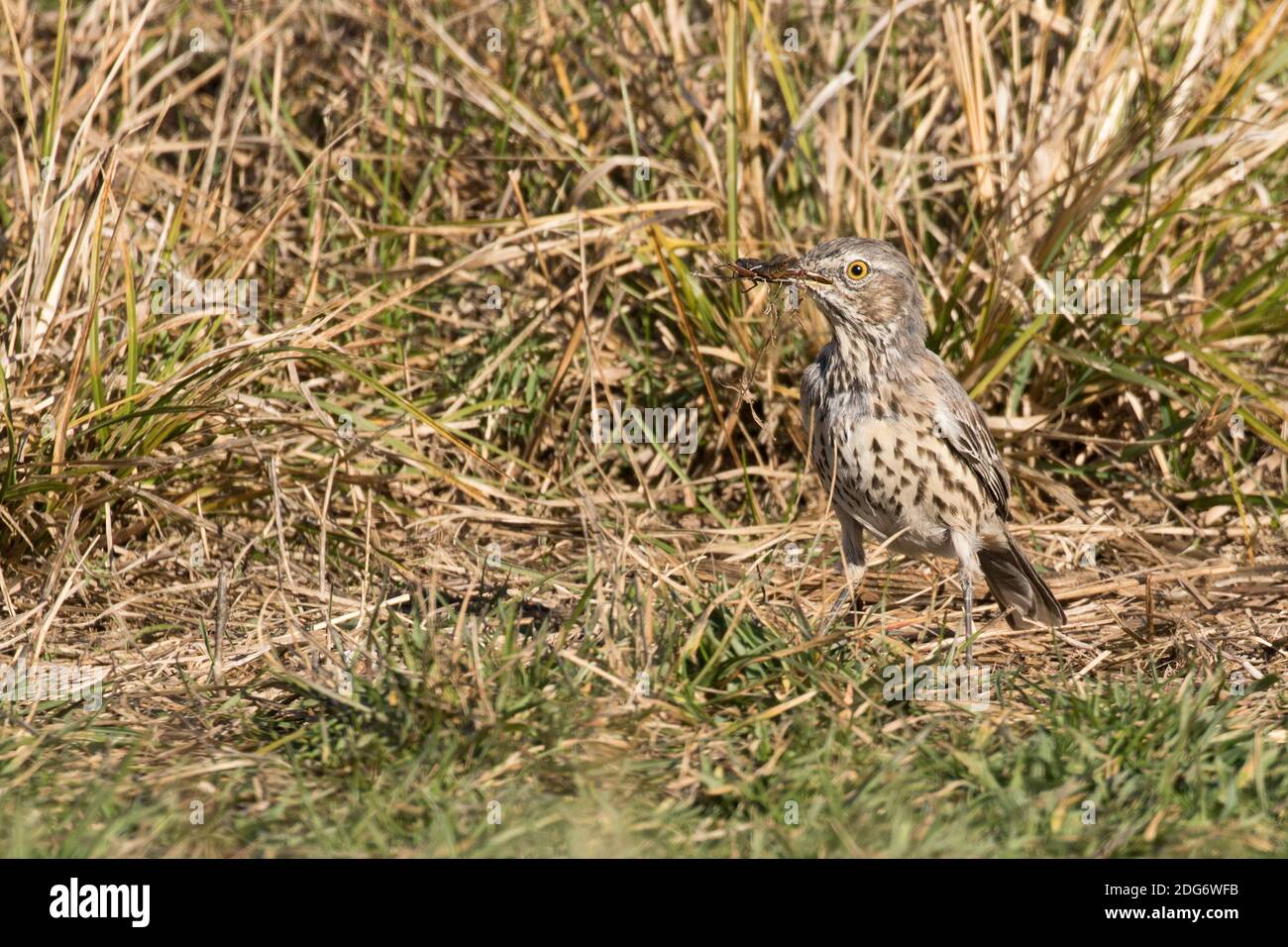 Sage thrasher grasshopper hi-res stock photography and images - Alamy