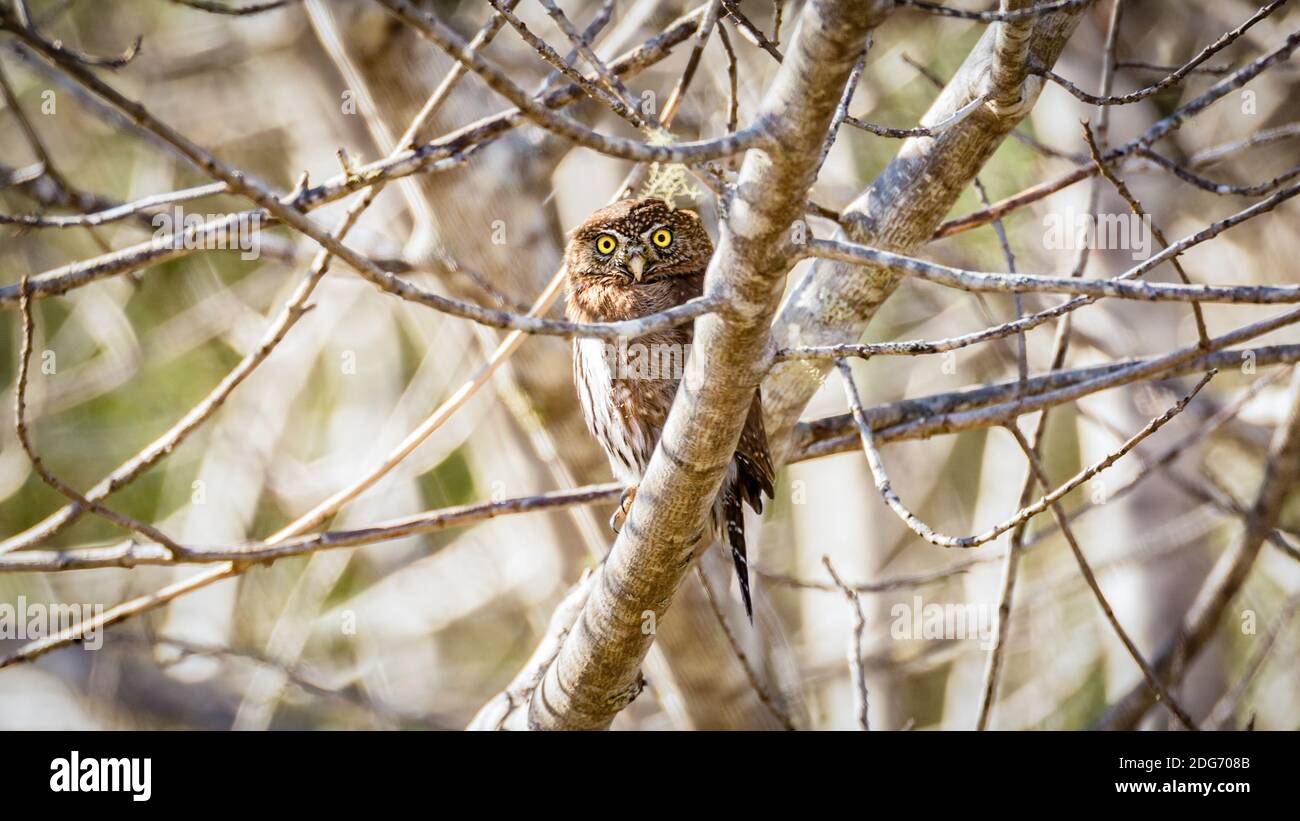 Wild Owl in Nature Stock Photo - Alamy