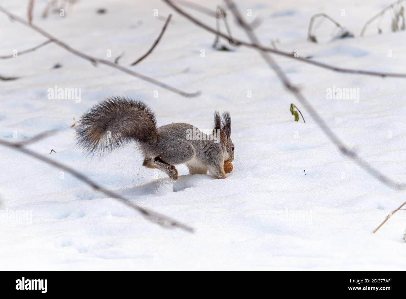 A rear view of a squirrel quickly runs through the white snow. Eurasian ...
