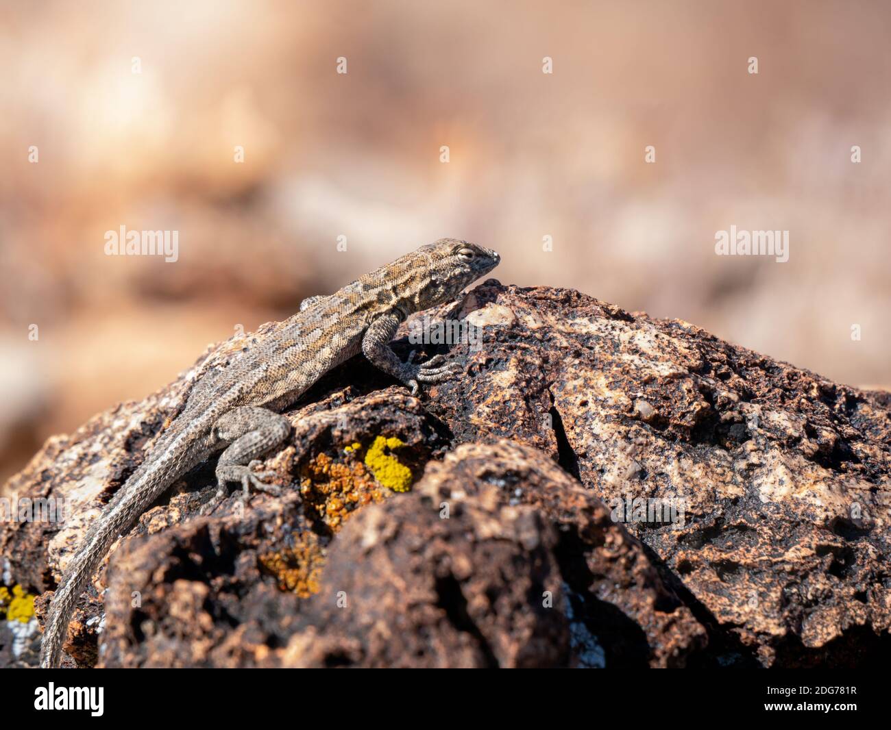Common side-blotched lizard, Uta stanburiana, camouflaged on a rock ...