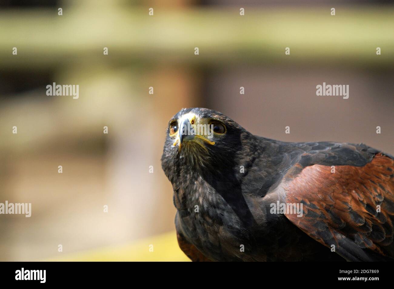 Birds or prey hi-res stock photography and images - Alamy