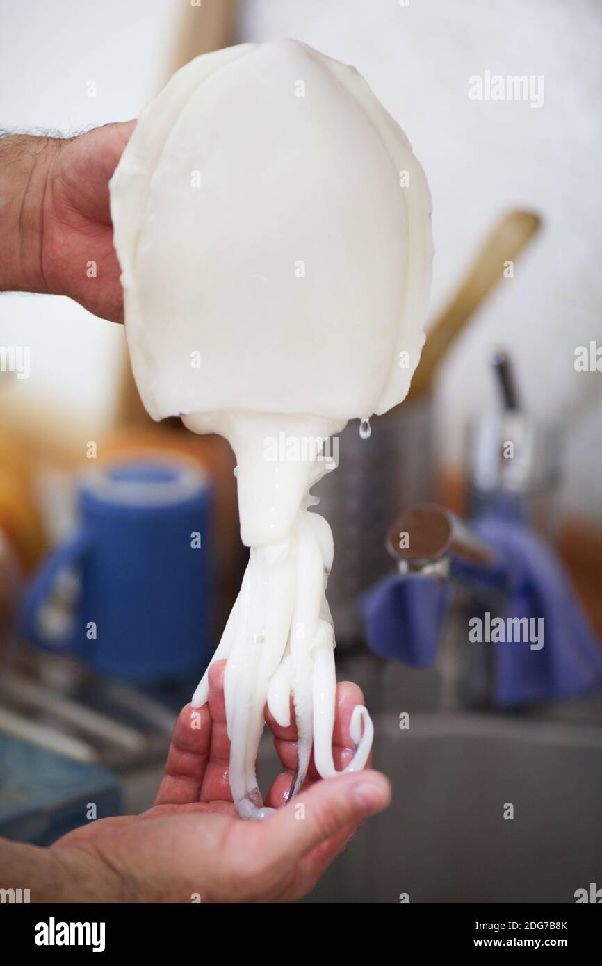 Person cleaning a raw baby octopus or squid Stock Photo - Alamy