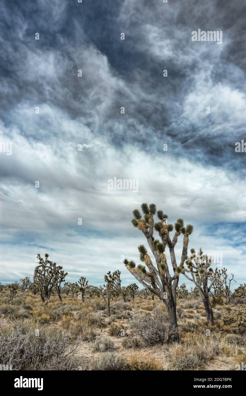 Joshua Tree Cloudy Blue Sky - Yucca brevifolia Stock Photo - Alamy