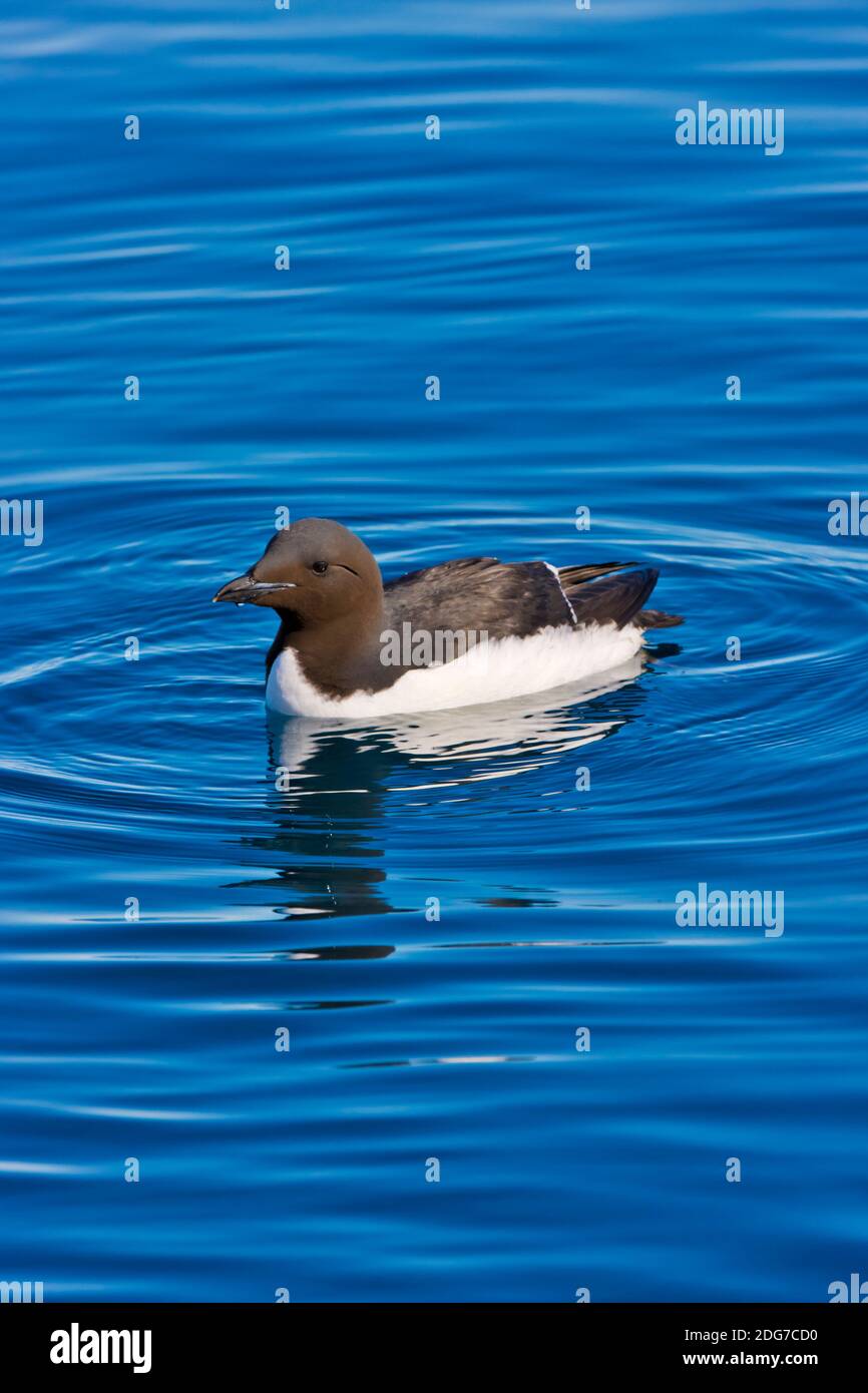 Brunnich's guillemots in the Arctic Ocean, Alkefjellet, Spitsbergen ...