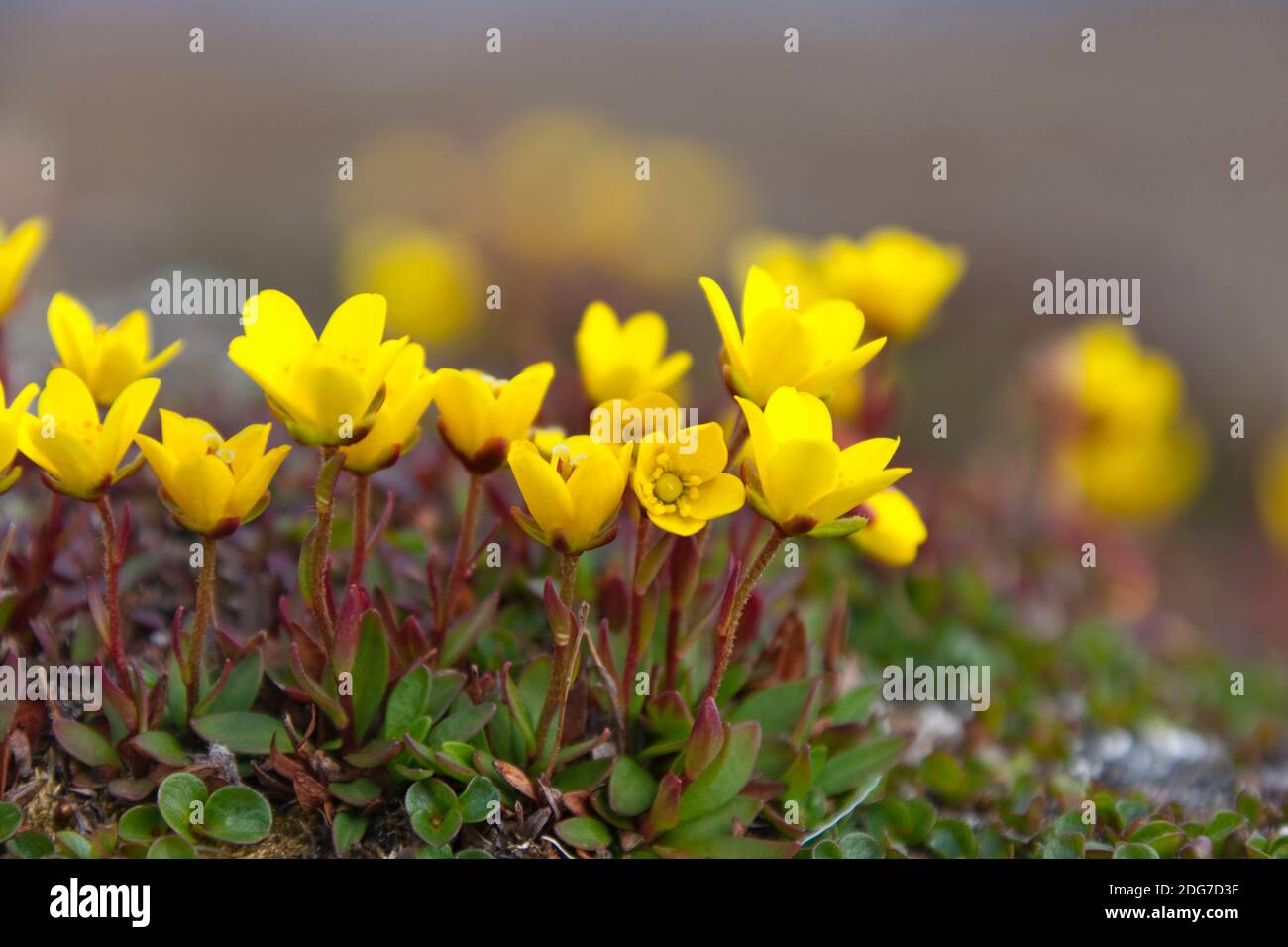 Yellow Marsh Saxifrage, Spitsbergen, Norway Stock Photo - Alamy