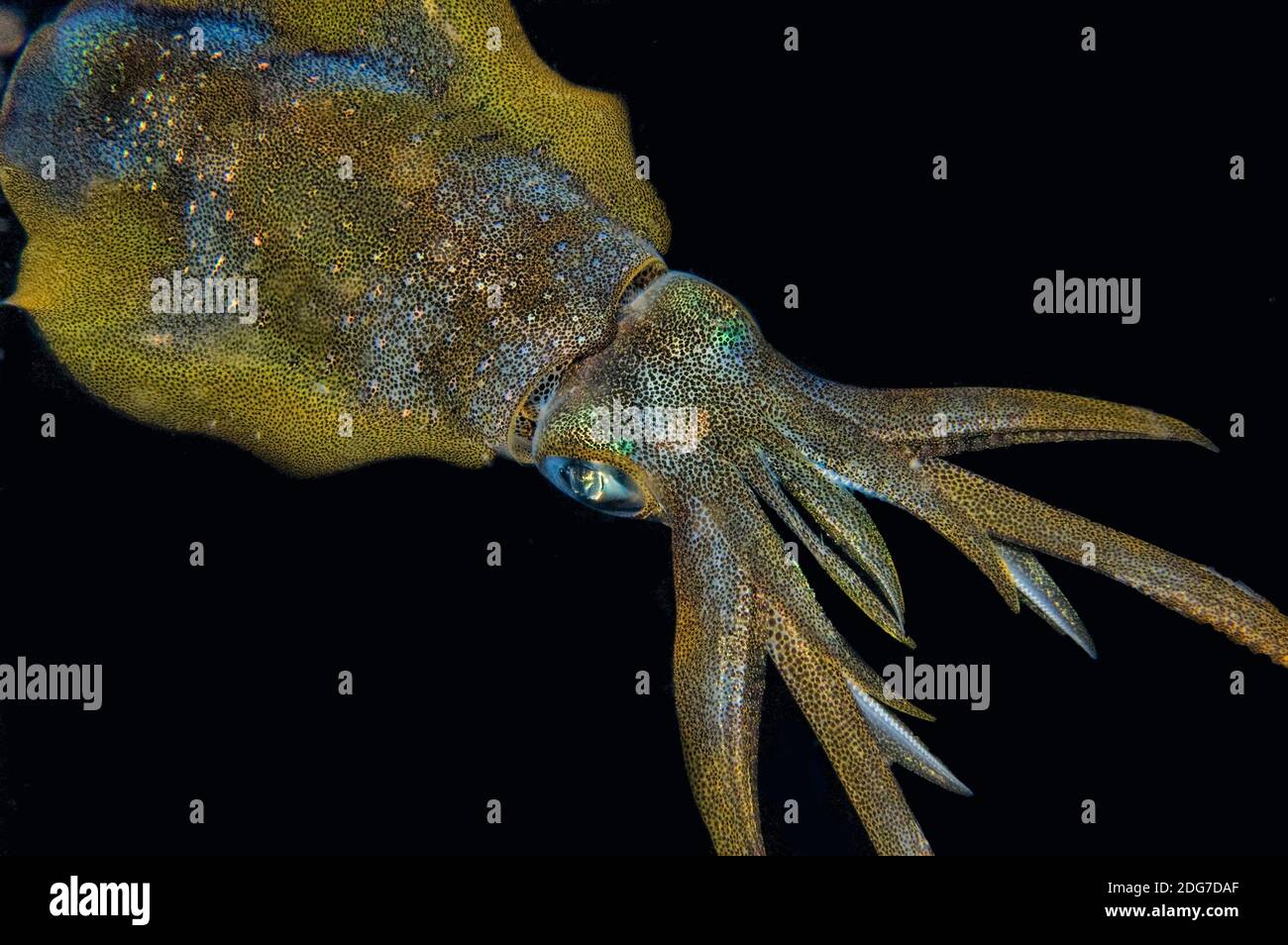 Bigfin Reef Squid Sepioteuthis lessoniana Stock Photo - Alamy
