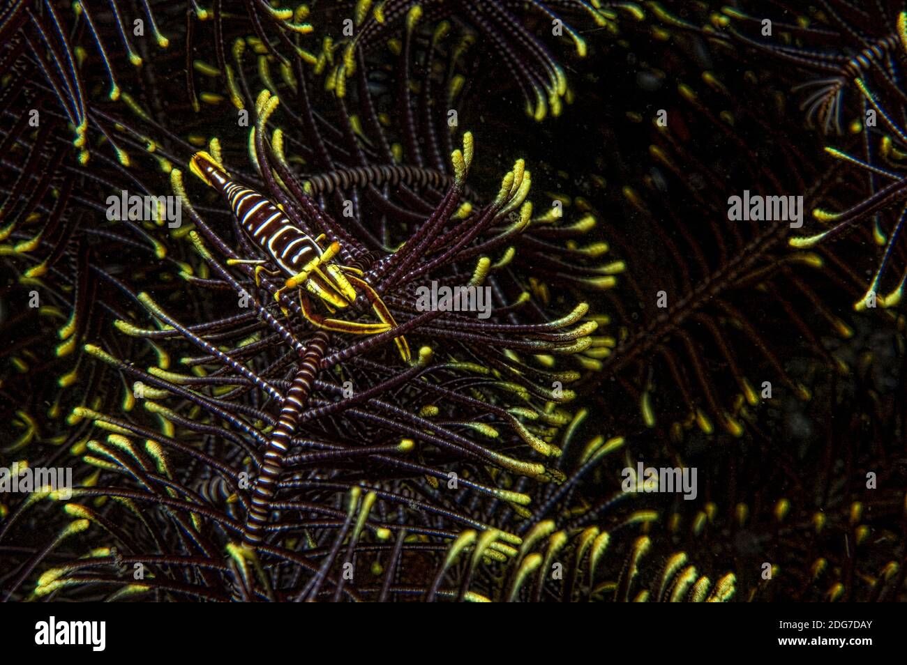 Crinoid Shrimp Hippolyte catagrapha Camouflaged Stock Photo - Alamy