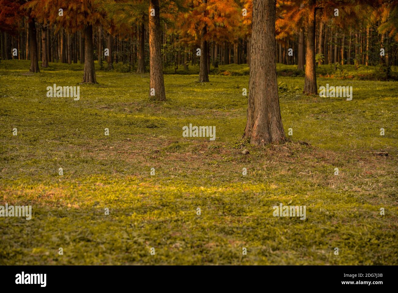 Inside view of a forest during autumn time Stock Photo - Alamy
