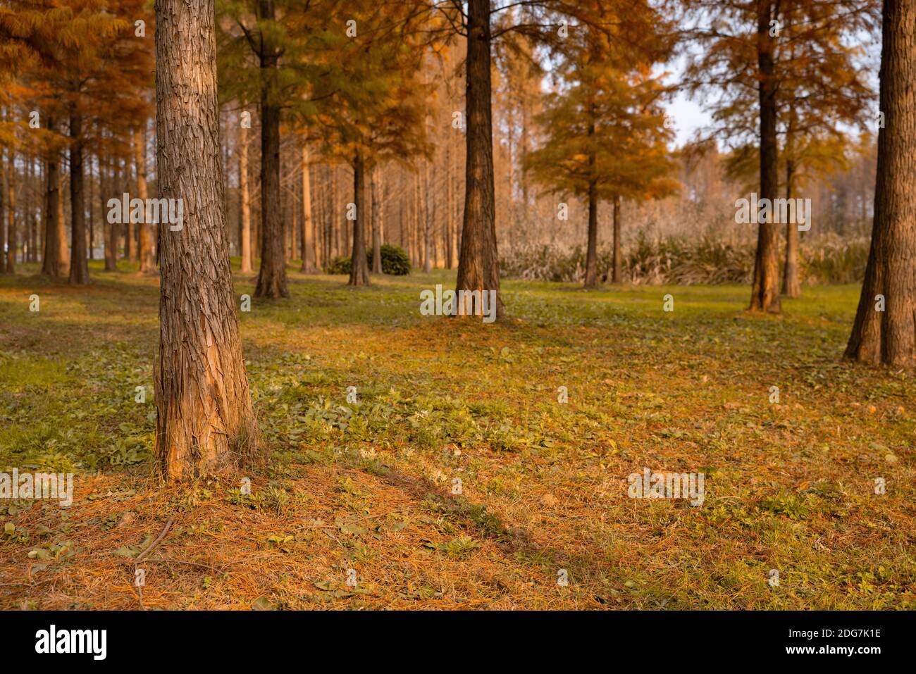 Inside view of a forest during autumn time Stock Photo - Alamy
