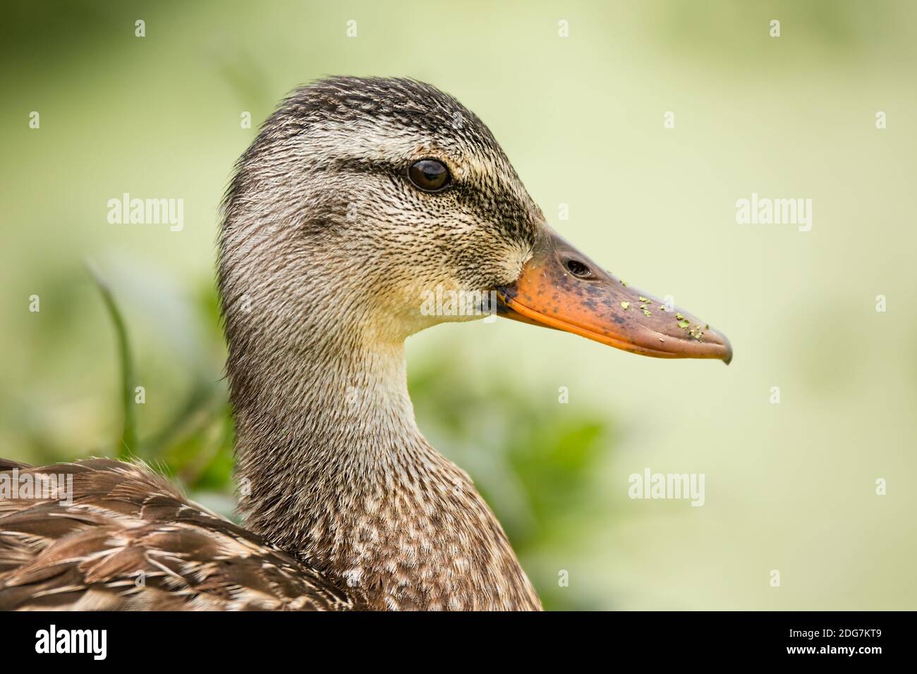 Female Duck Profile With Green Plantlife in the Background Stock Photo ...
