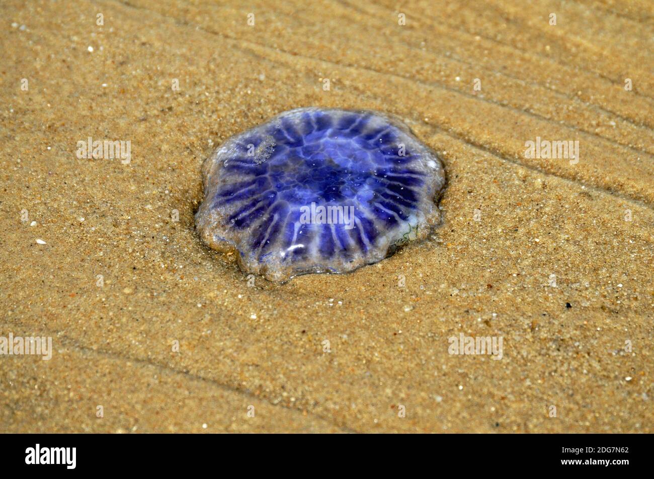 Quallenarten hi-res stock photography and images - Alamy