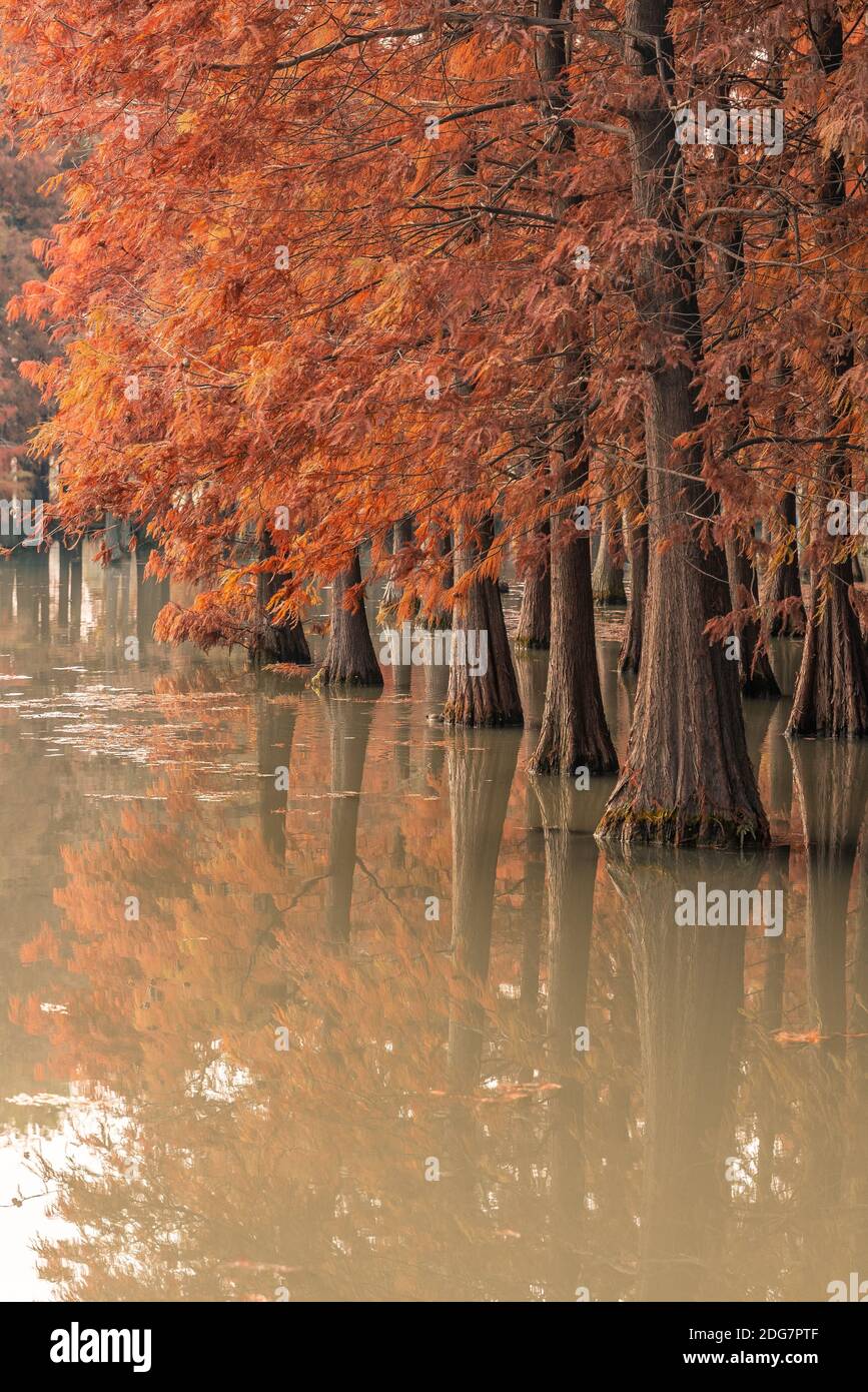 Inside view of a pond cypress forest during autumn time, in China Stock ...