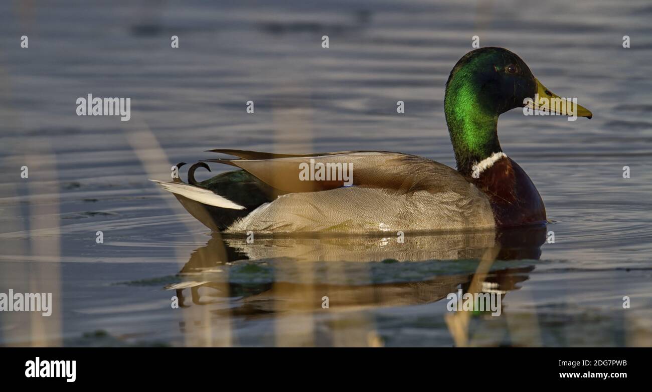 Male Mallard duck Stock Photo - Alamy