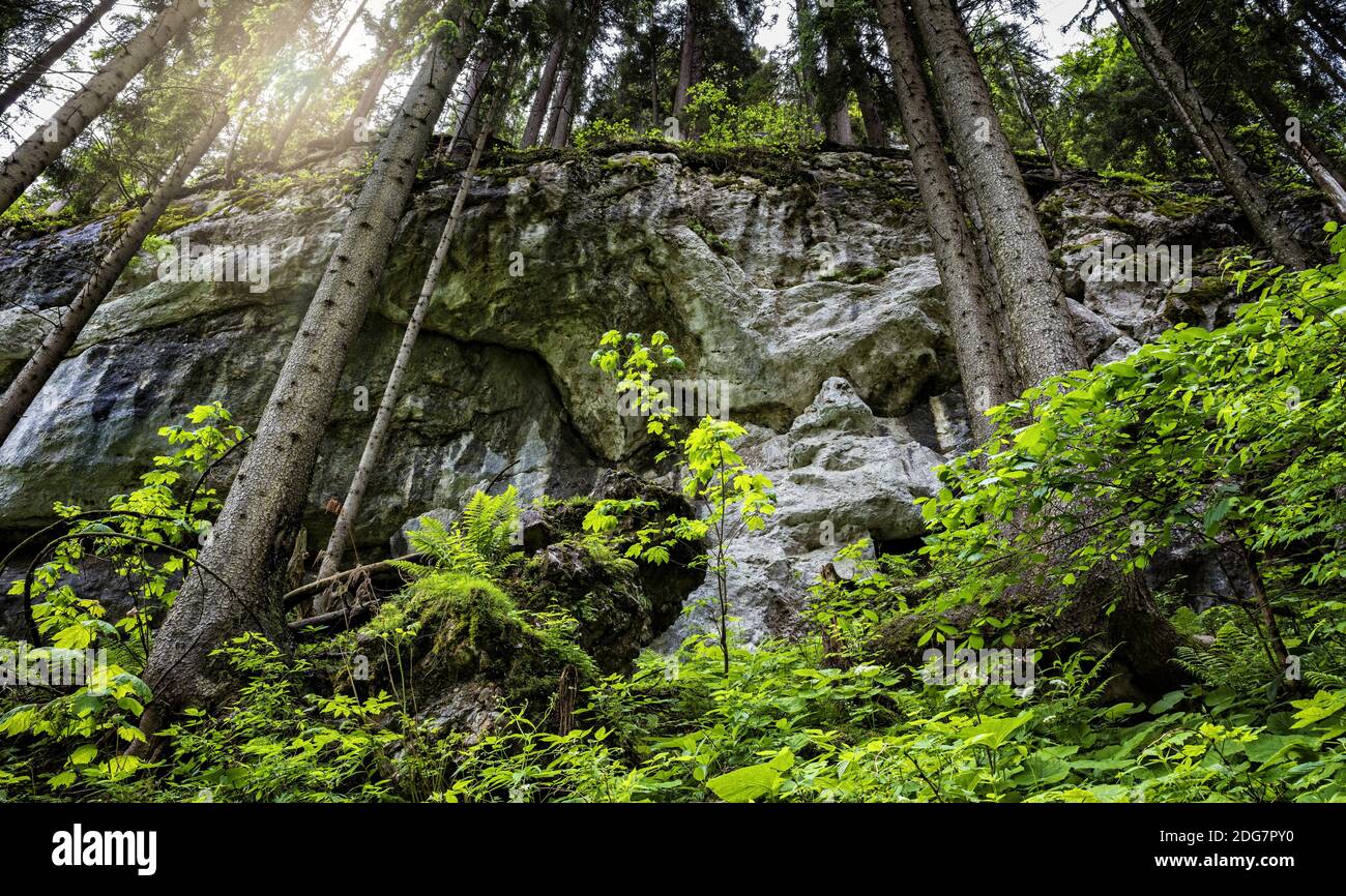 Rock in the forest Stock Photo - Alamy