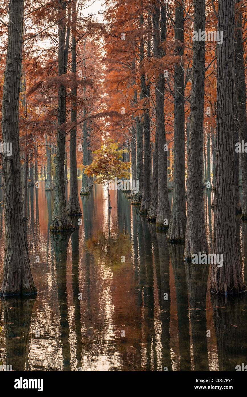 Pond Cypress High Resolution Stock Photography and Images - Alamy