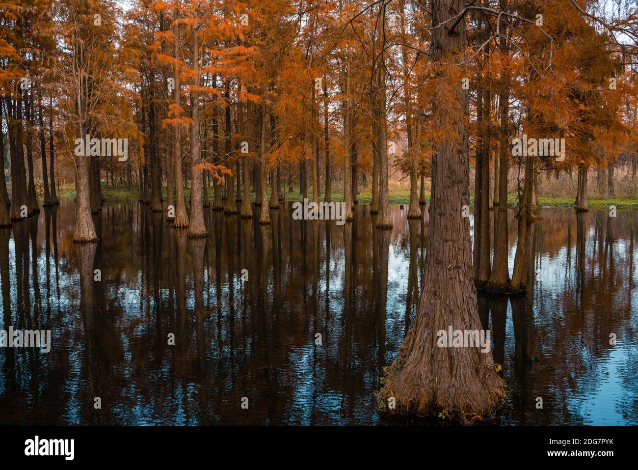 Inside view of a pond cypress forest during autumn time, in China Stock ...