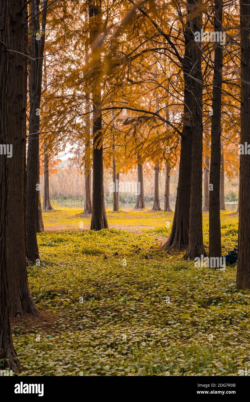 Inside view of a forest during autumn time Stock Photo - Alamy
