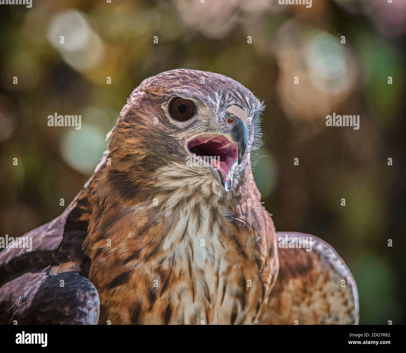 Portrait of a Raptor Stock Photo - Alamy