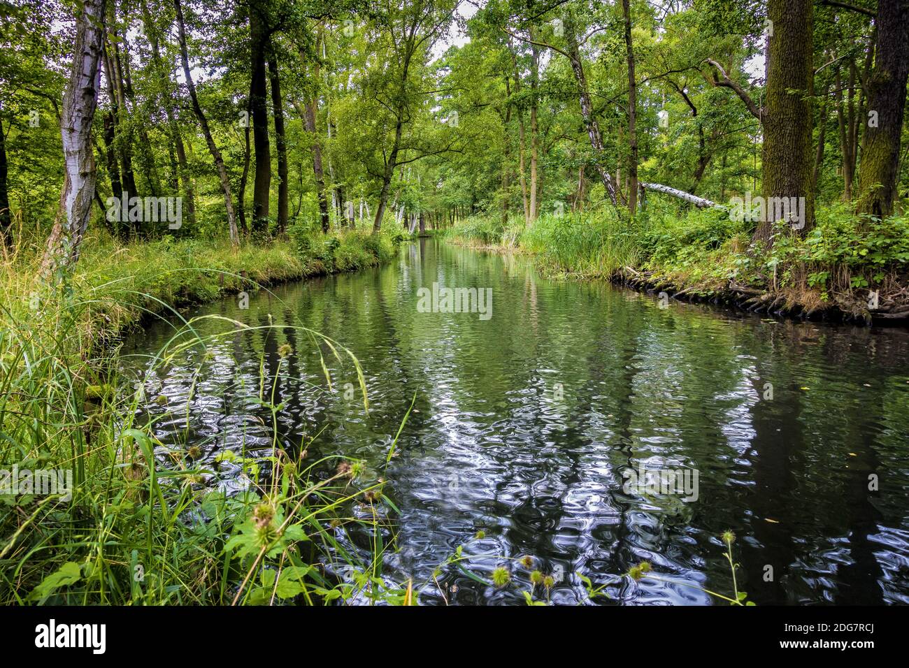 Water channel in the Spreewald Stock Photo - Alamy