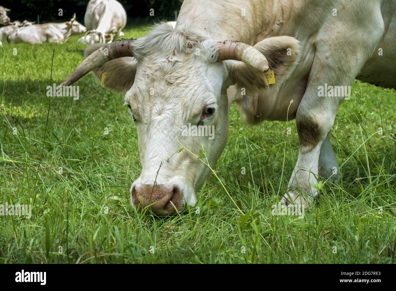 Cow herd, horns Stock Photo - Alamy
