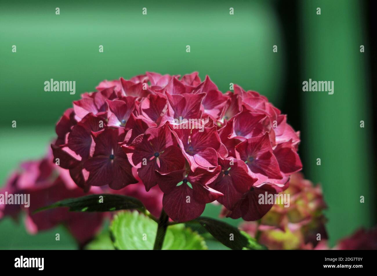 Hydrangea august hi-res stock photography and images - Alamy