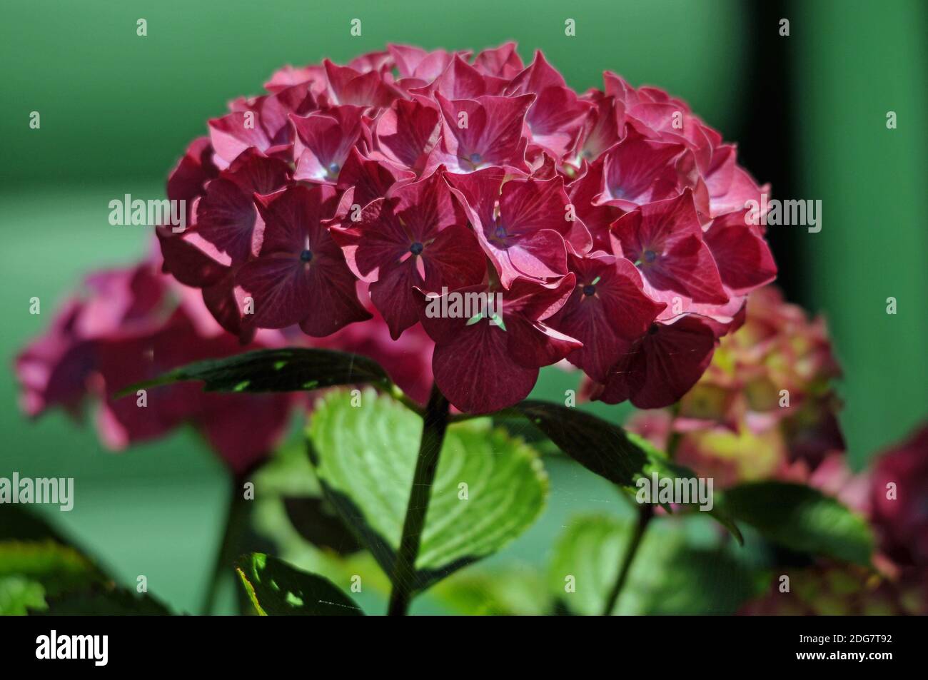 Hortensie arborescens hi-res stock photography and images - Alamy