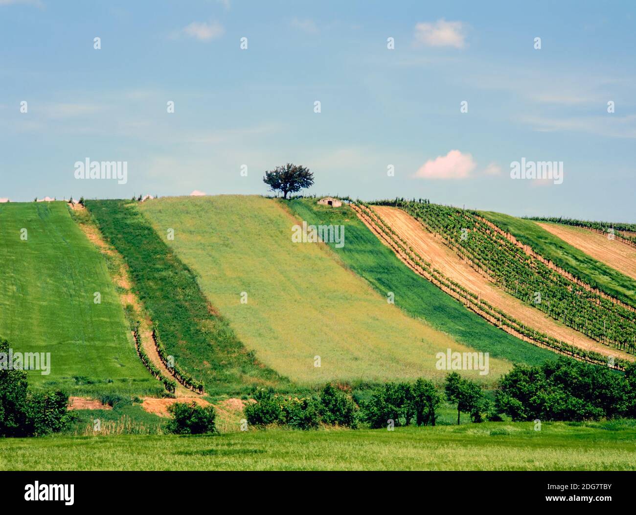Summer grass fields hi-res stock photography and images - Alamy
