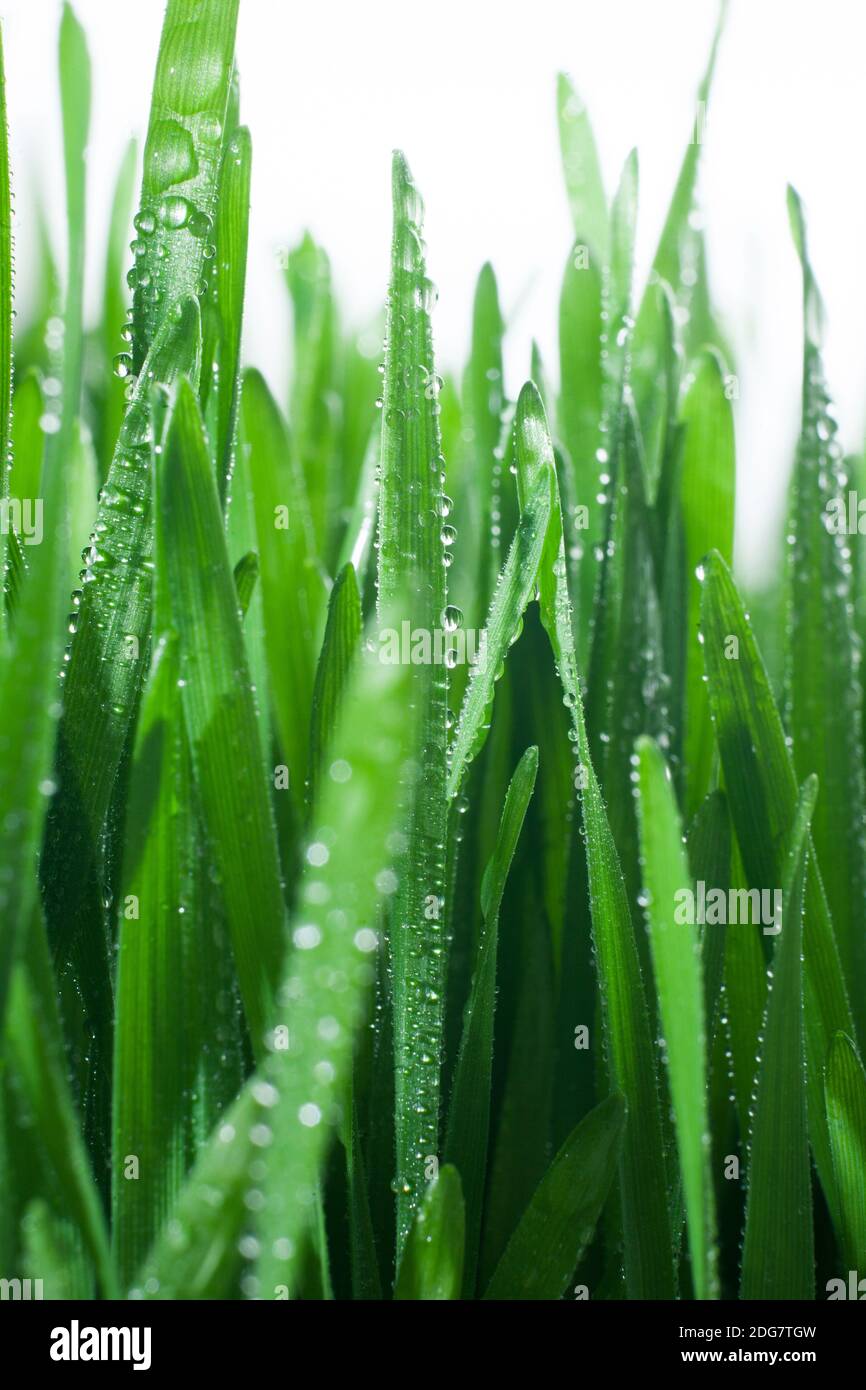 A close up of wheat grass with a fresh morning light. Energy from ...