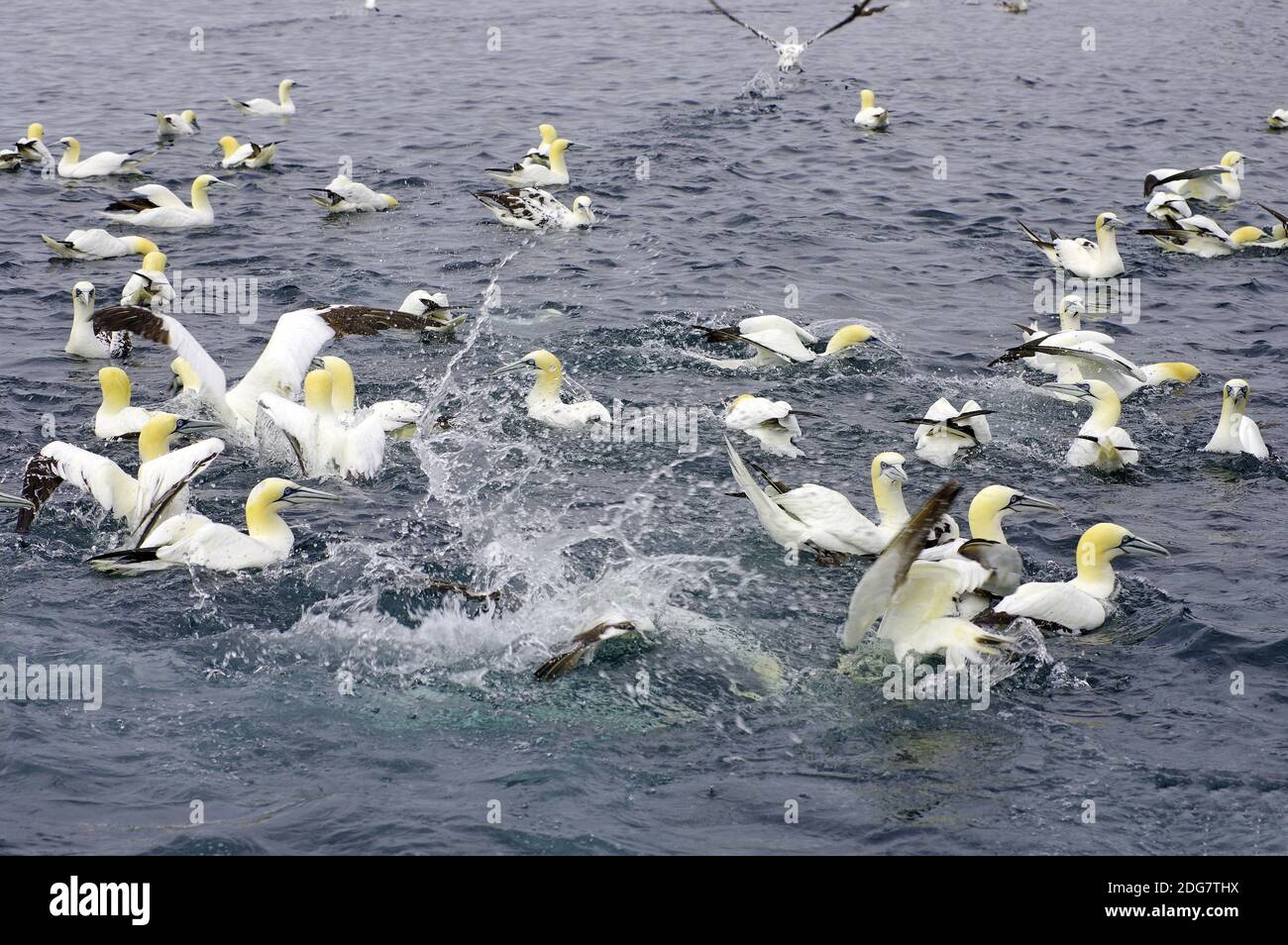 Fight for food Stock Photo - Alamy