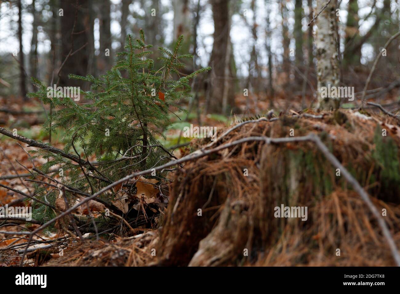 Sapling foundation hi-res stock photography and images - Alamy