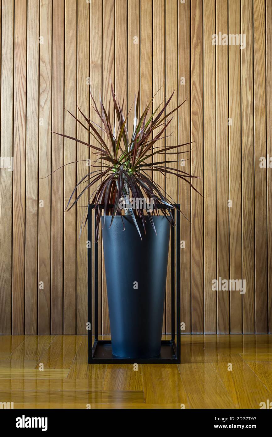 Pot with plant Stock Photo - Alamy