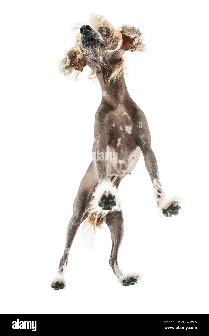 Cute chinese crested dog Cut Out Stock Images & Pictures - Alamy