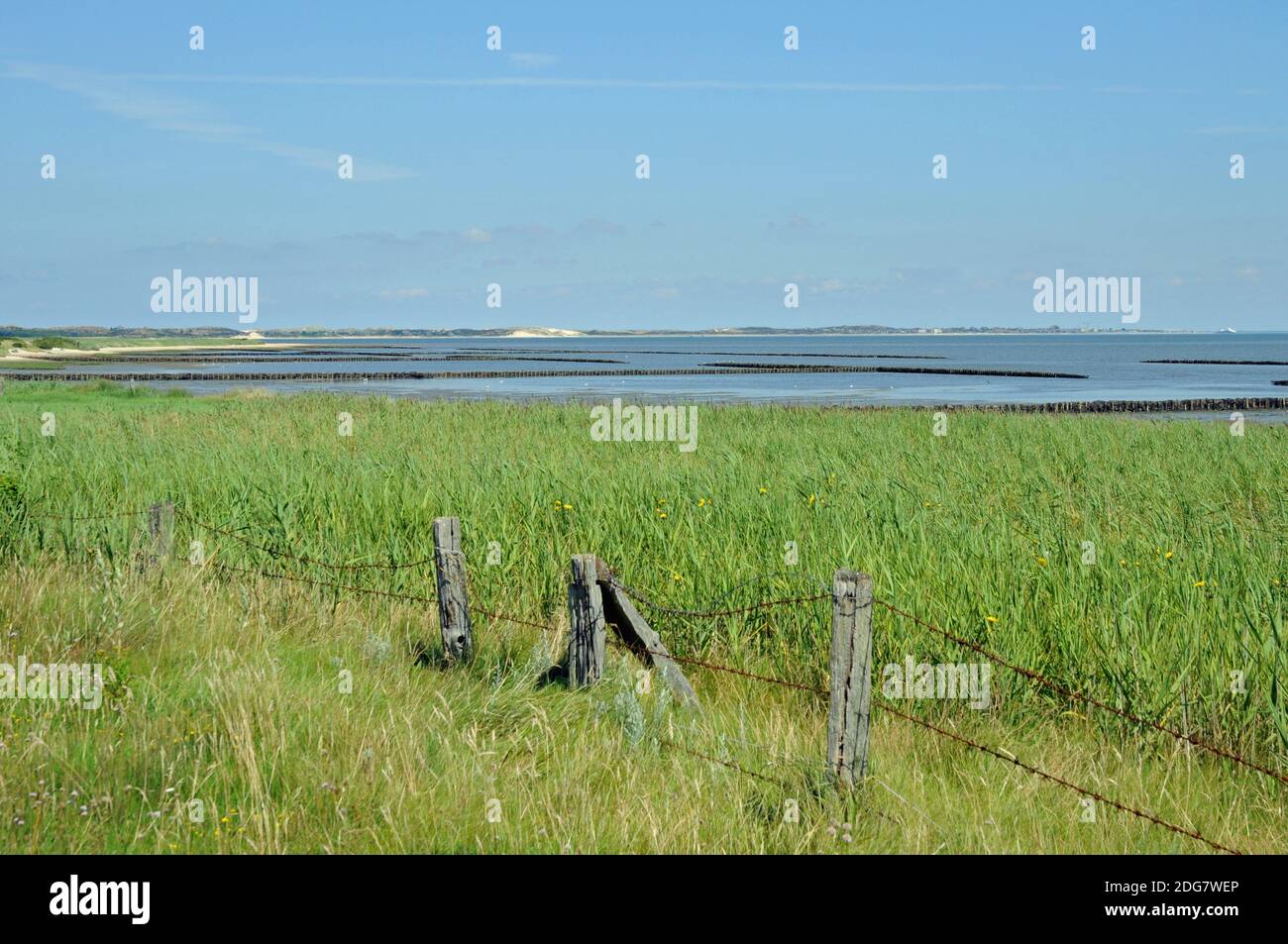 Sylt reed hi-res stock photography and images - Alamy