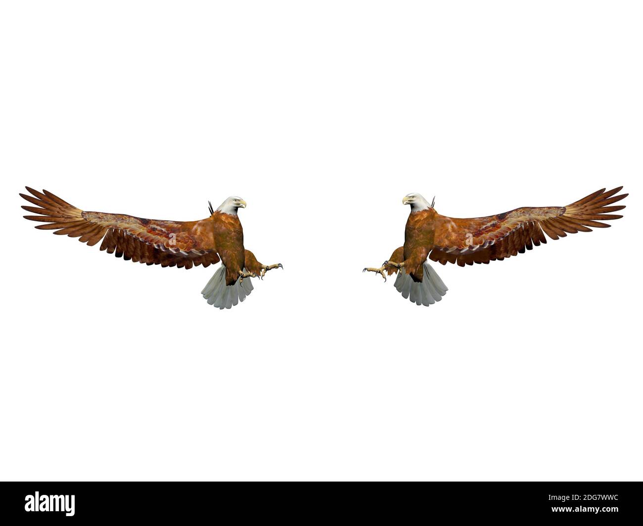 Two eagle hi-res stock photography and images - Alamy