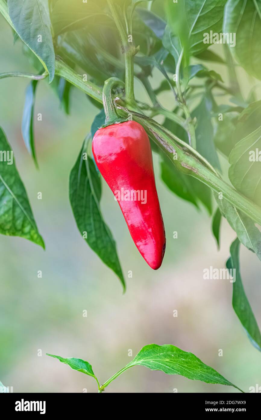Espelette chilli pepper in a field, cultivation in the pays Basque ...