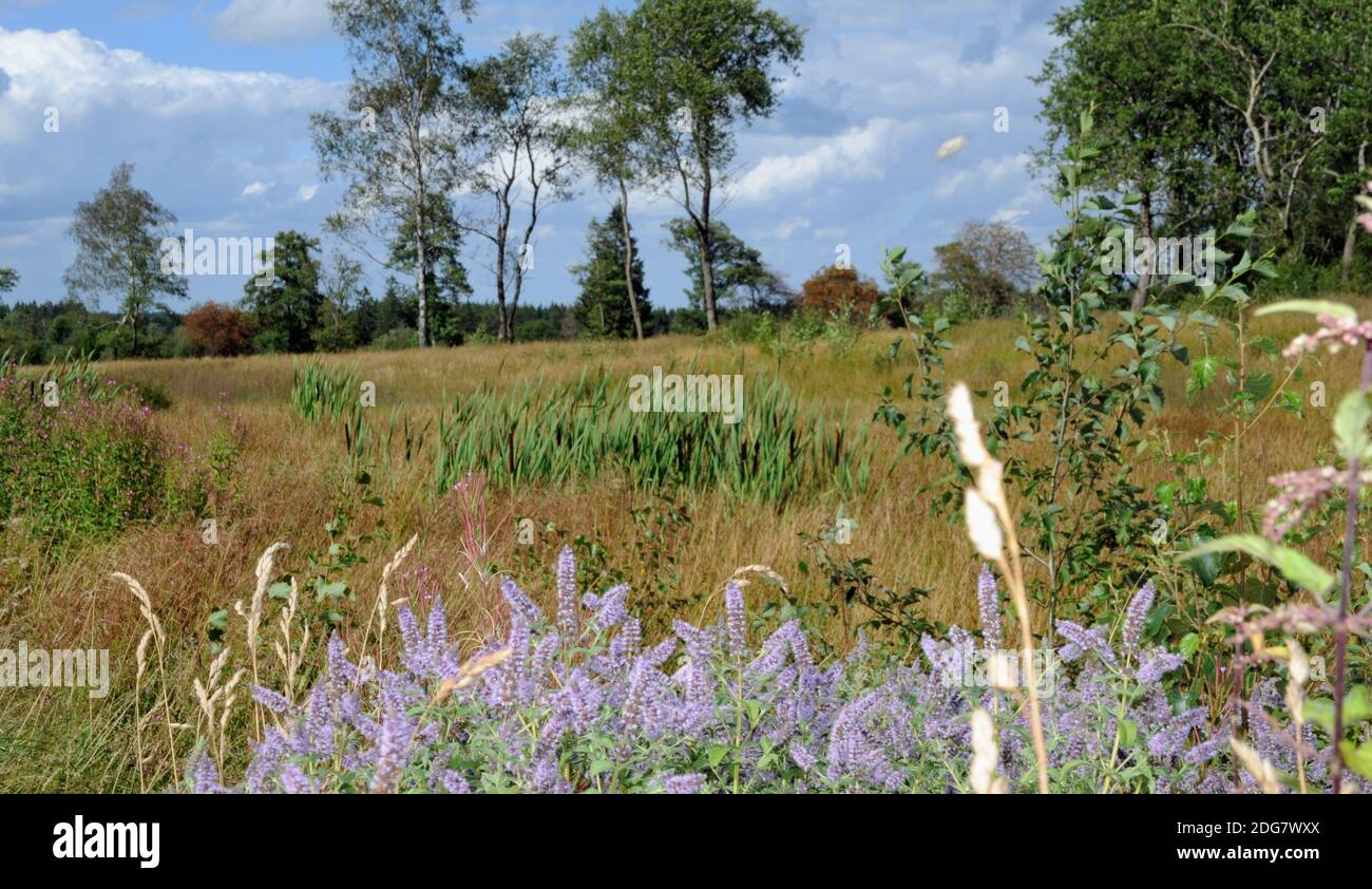 Nature Park High Fens Stock Photo - Alamy