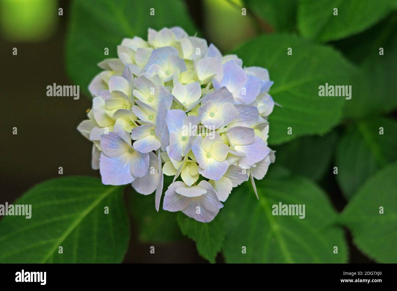 Hortensie arborescens hi-res stock photography and images - Alamy