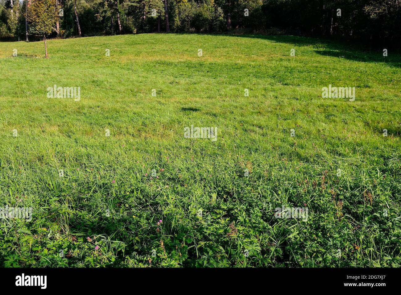 Europe grass field hi-res stock photography and images - Alamy