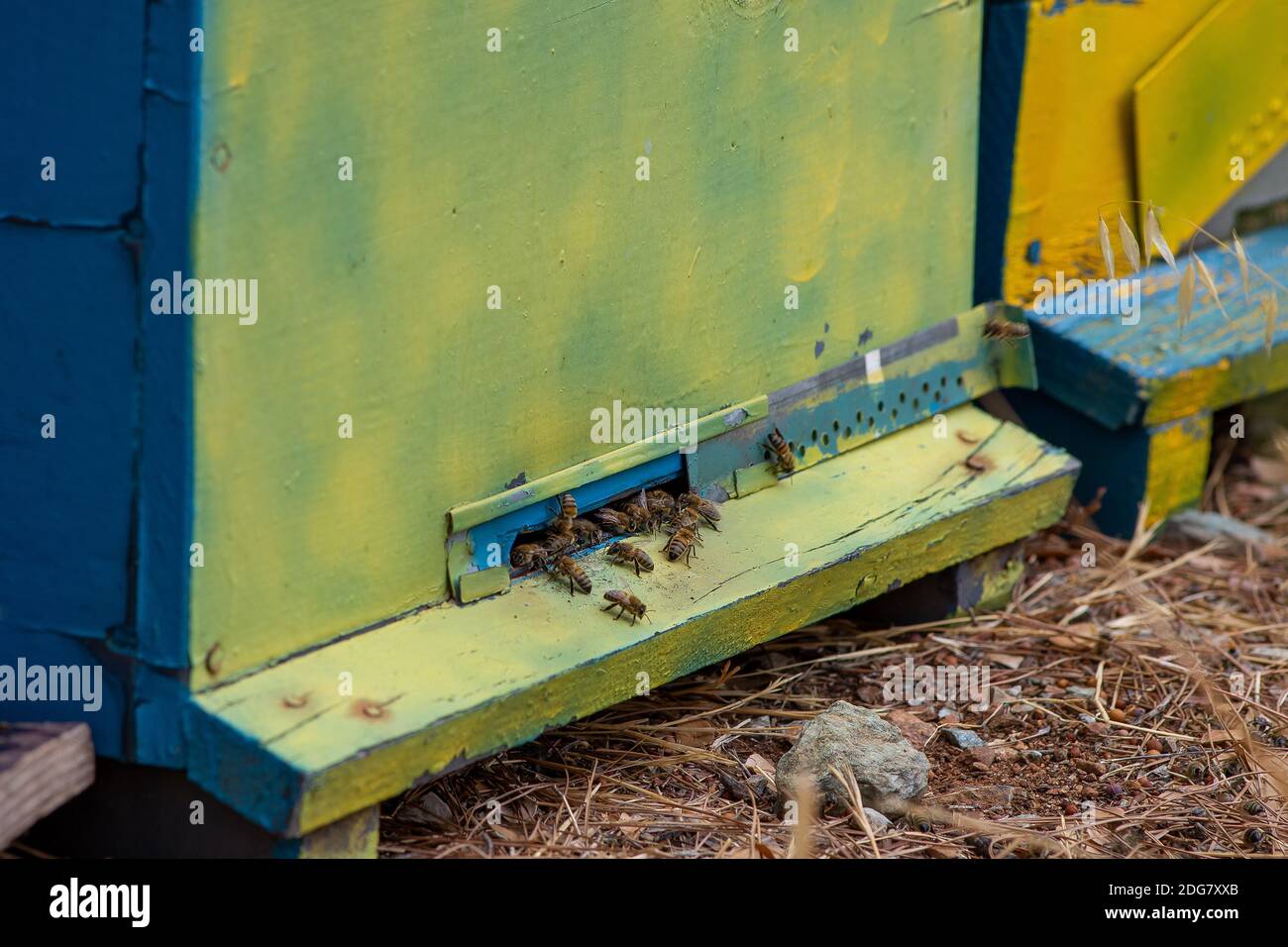 portable hives on display in summer forest close up. bees in front of ...