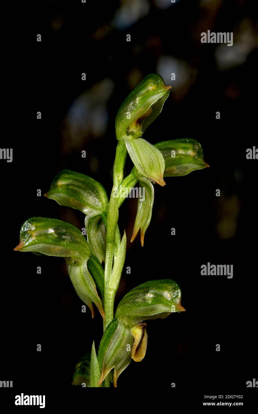 Australian orchids hi-res stock photography and images - Alamy