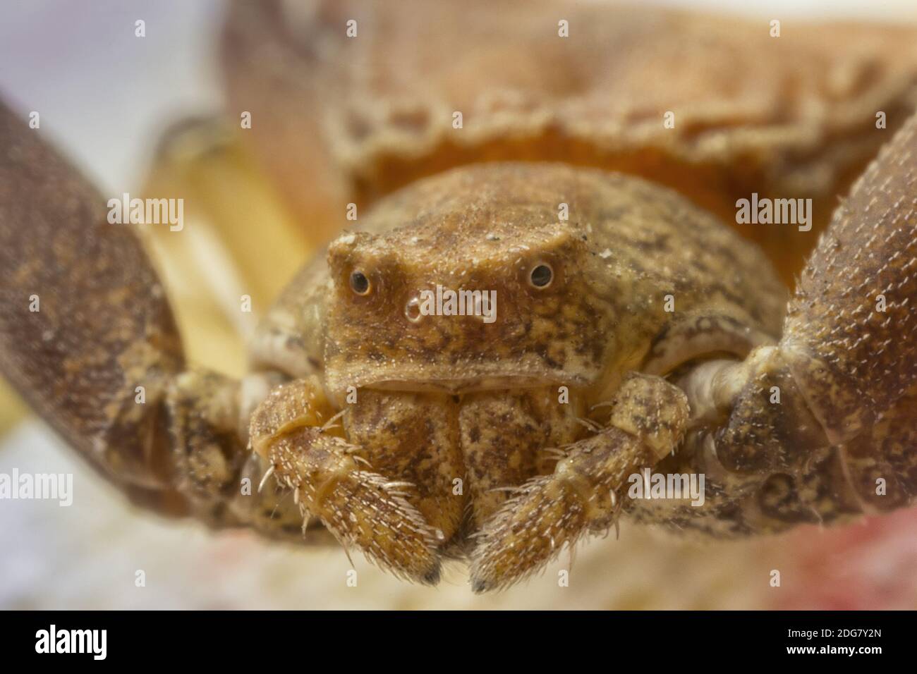 Amazing spider head Stock Photo - Alamy