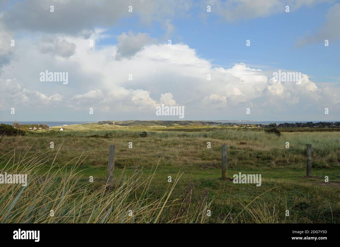 Syltpflanze hi-res stock photography and images - Alamy