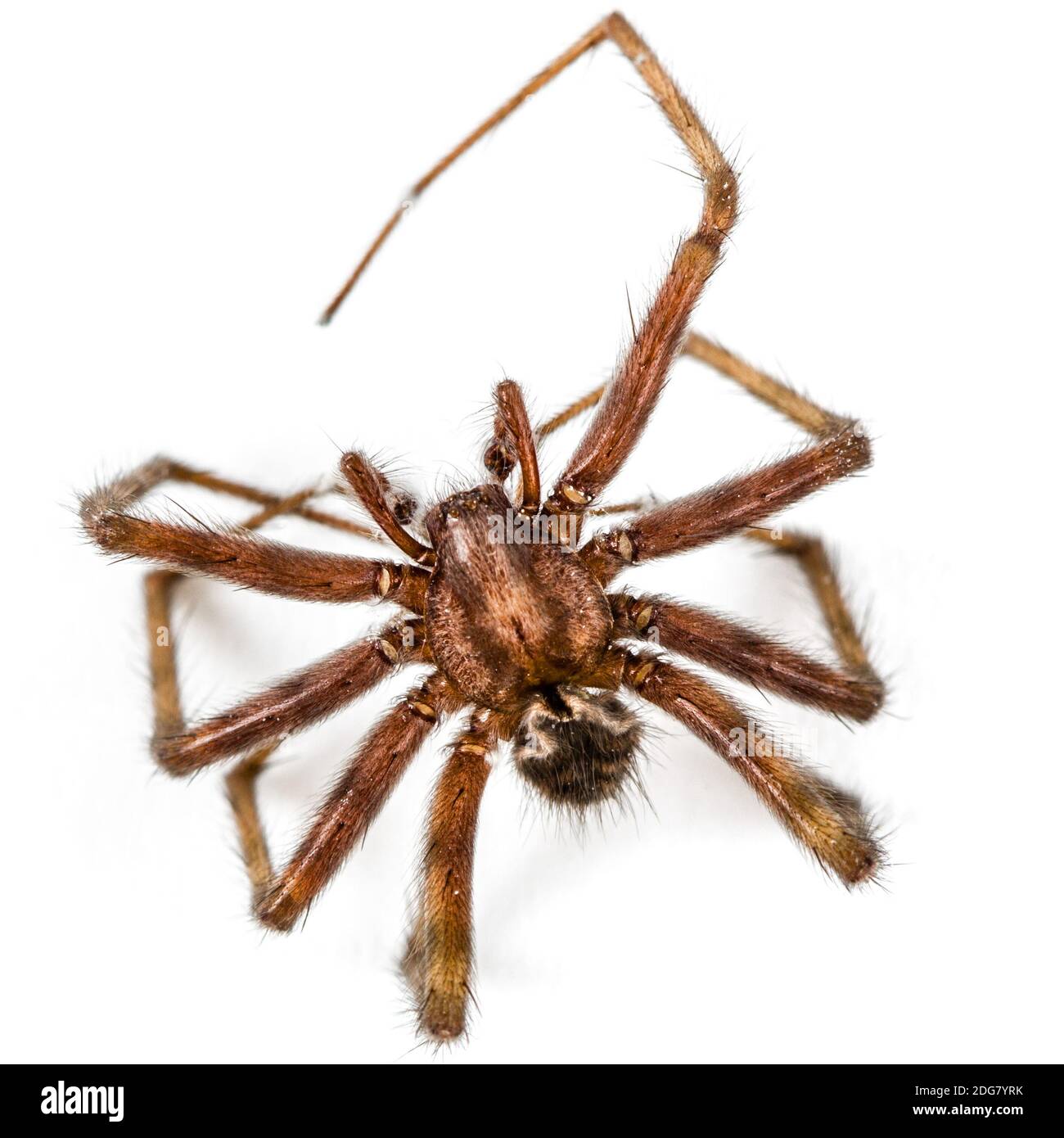 Spider close up, isolated on white background Stock Photo - Alamy
